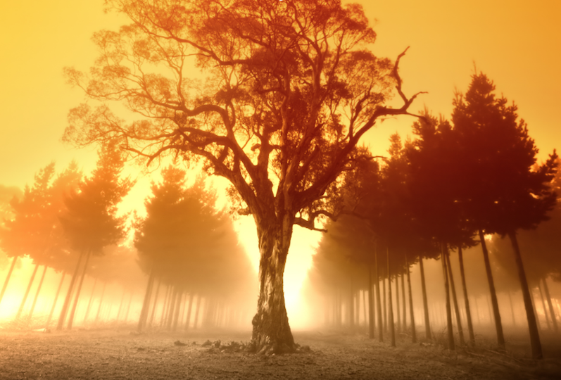 The Immigrant Tree | My Words Online